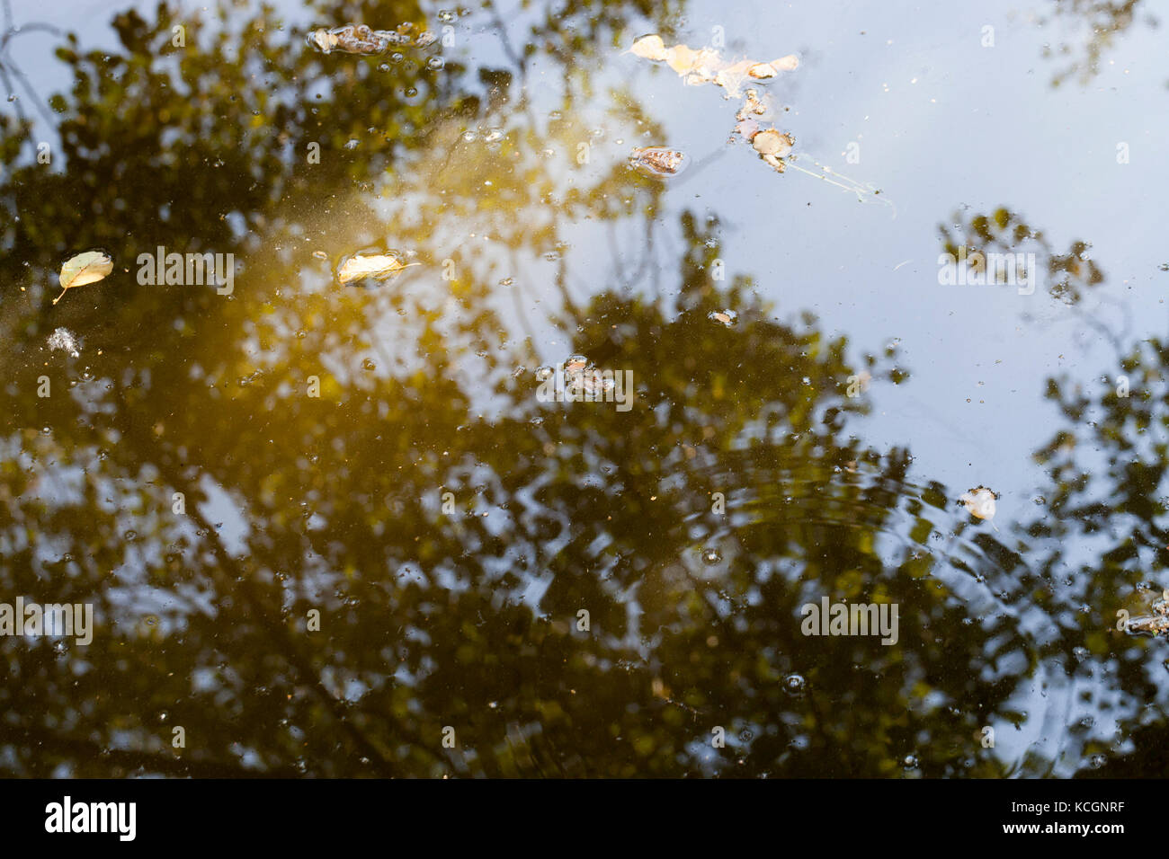 mud and leaves, lying in a muddy puddle. On the surface, the reflection ...
