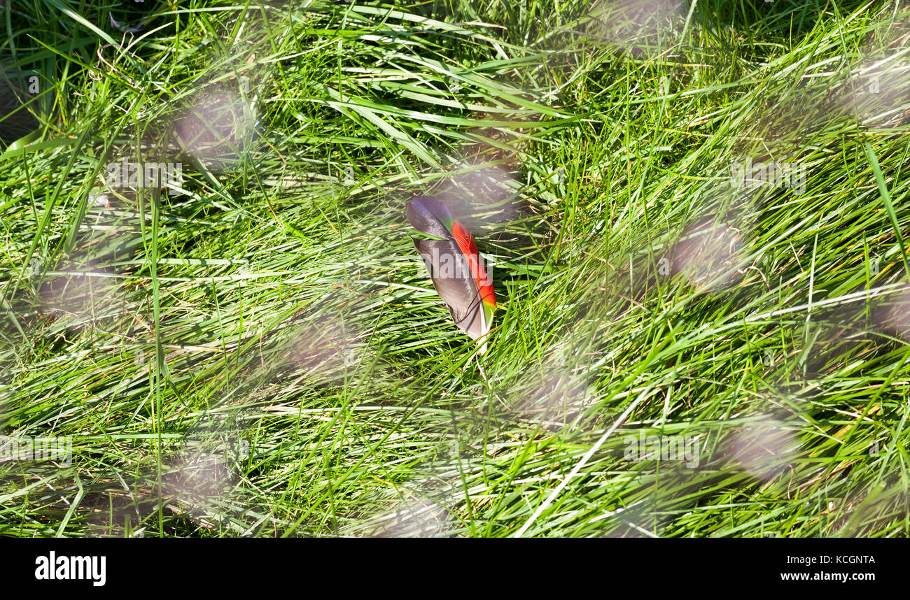colored parrot feather lying on the grass Stock Photo - Alamy