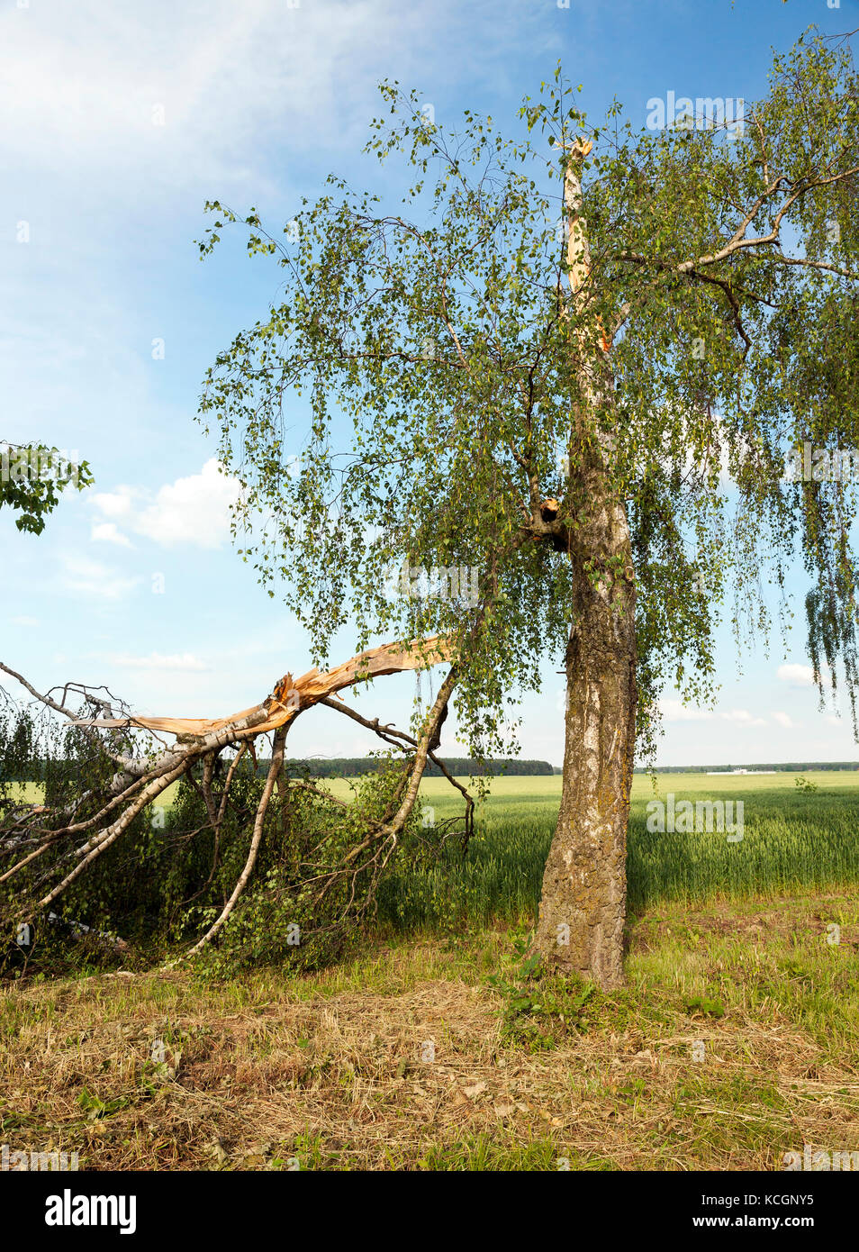 broken birch tree in summer. Photographed close up against the blue sky ...