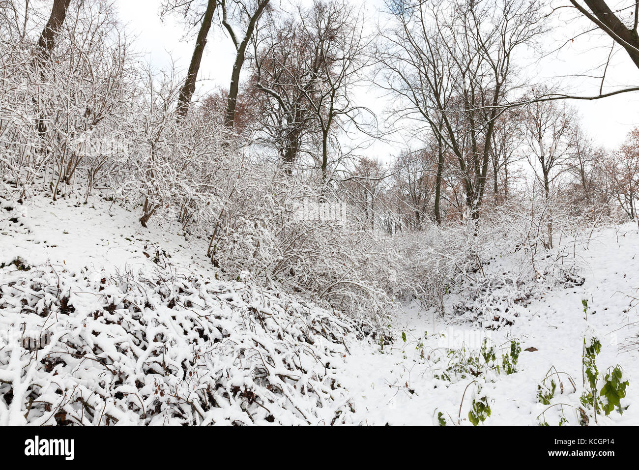 trees growing in the park, covered with snow after the last snowfall ...