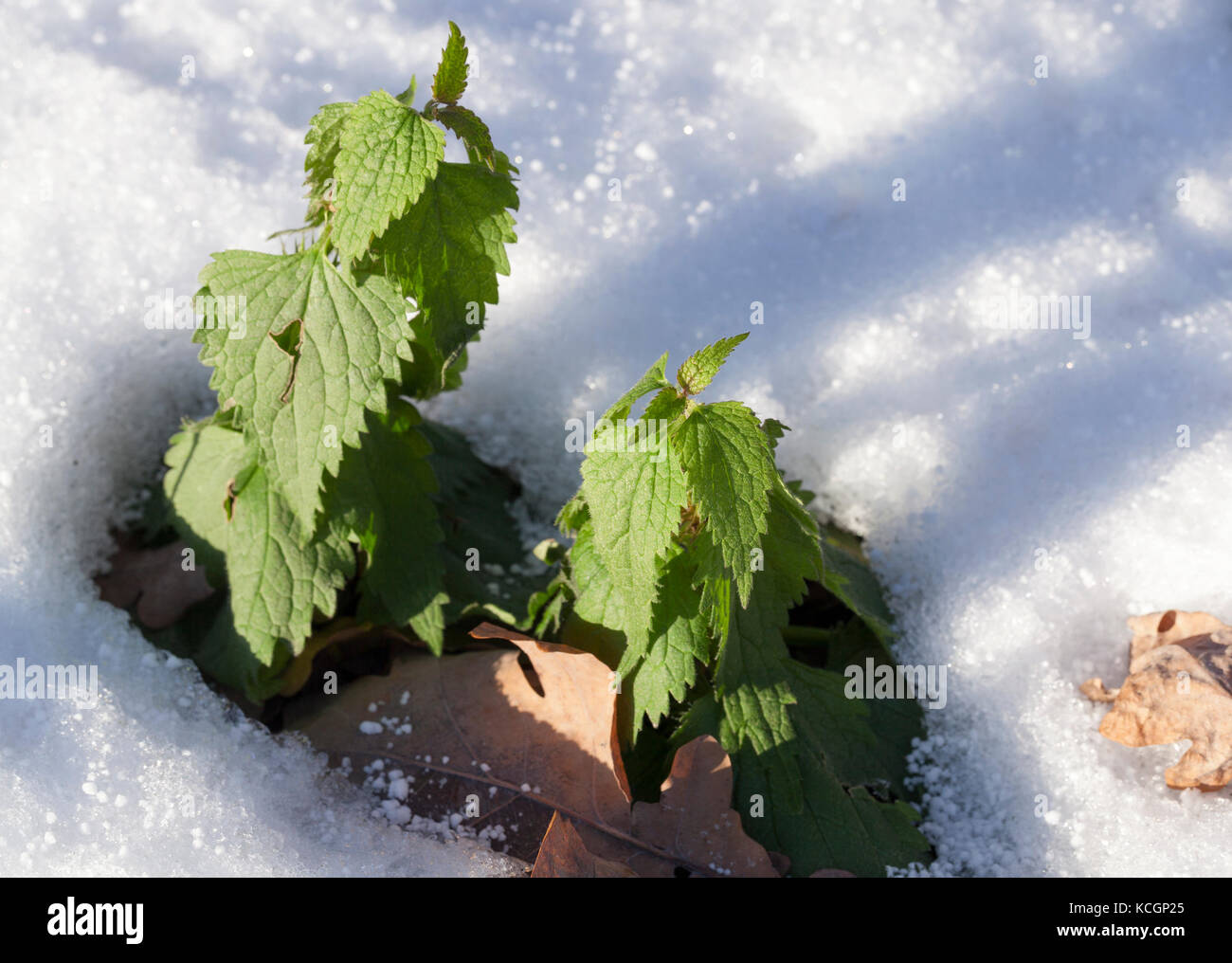 photo of green nettle and fallen yellow foliage in the winter season ...