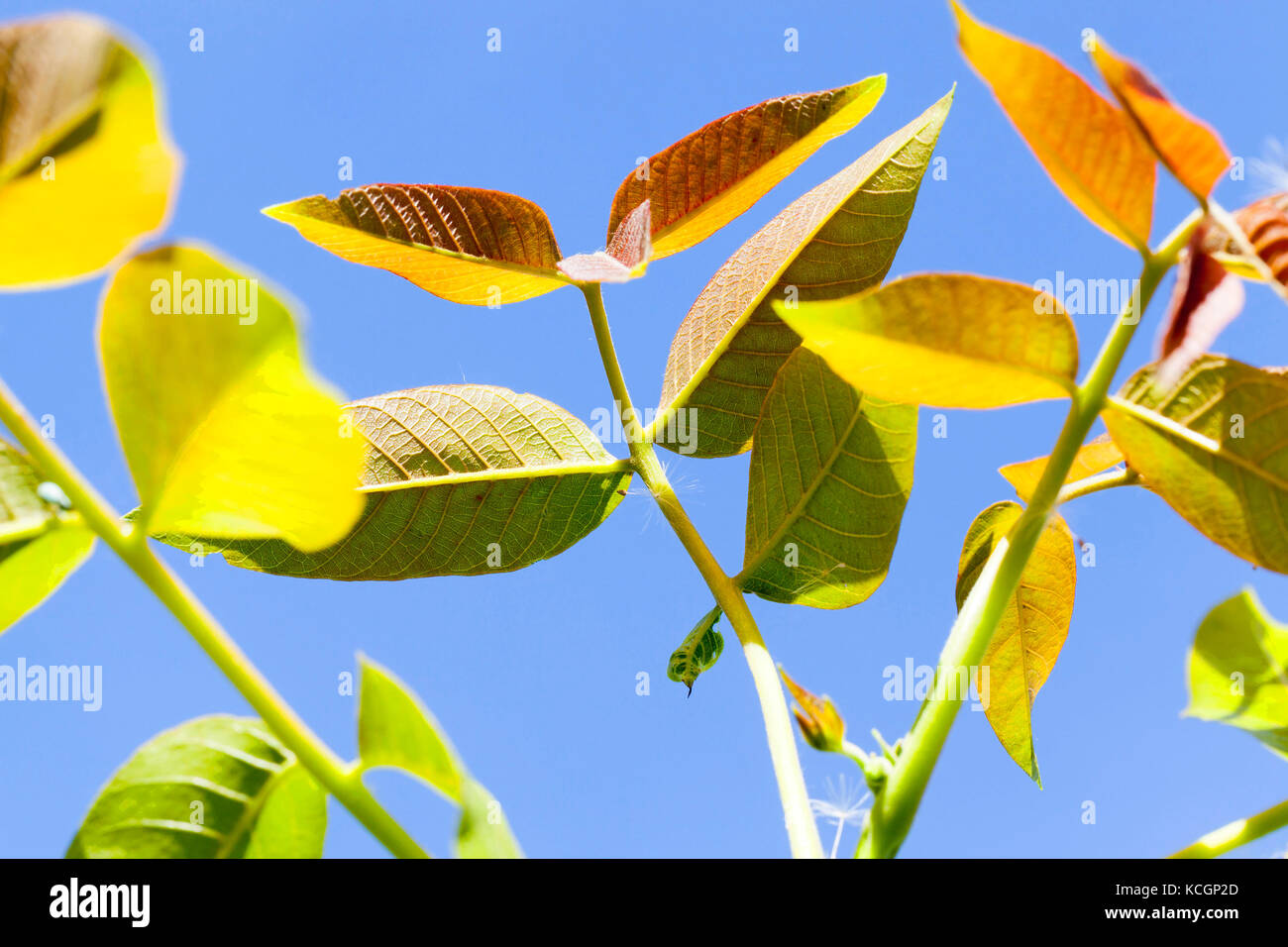 photo of green and purple walnut leaves photographed in spring during ...