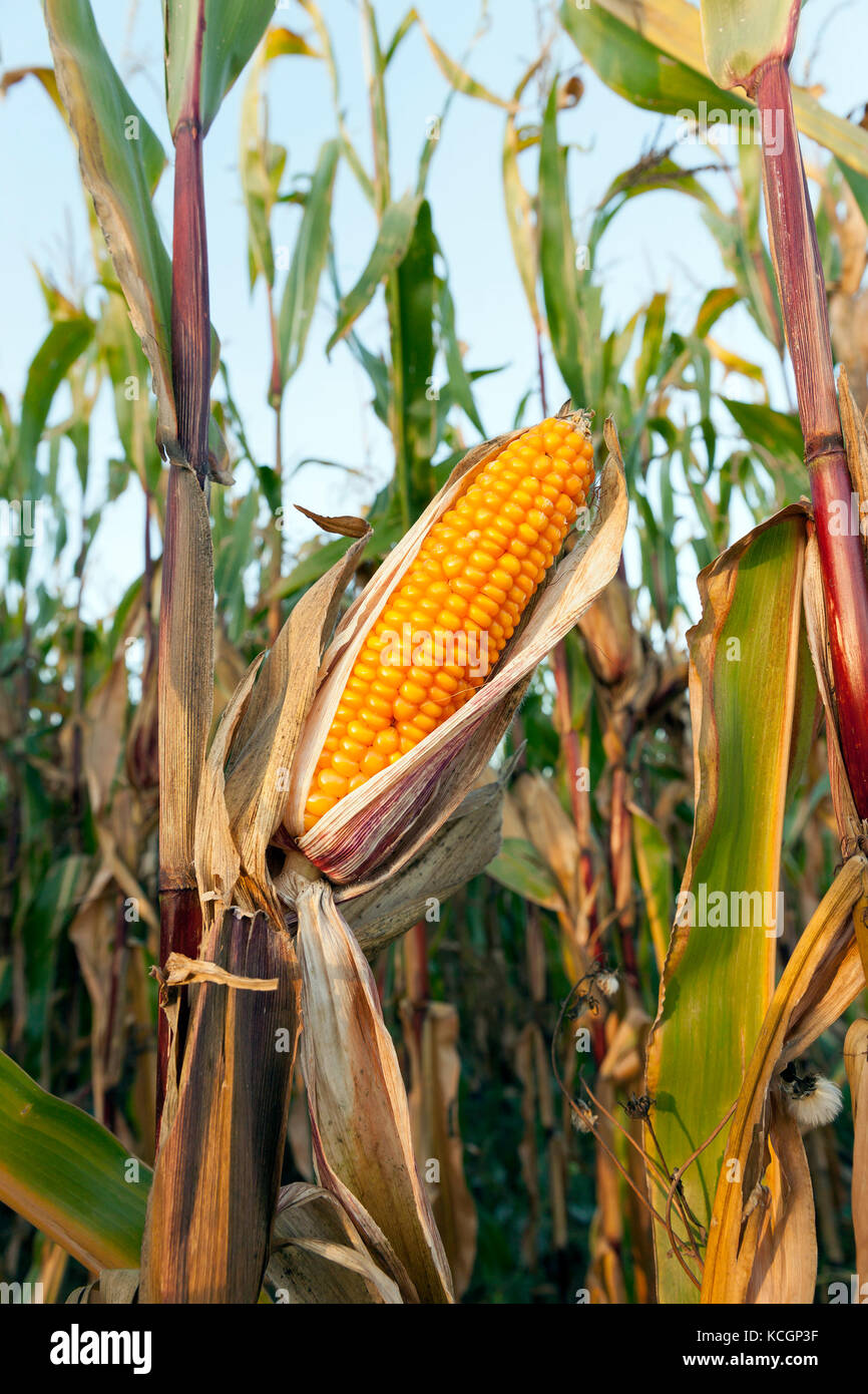 ripe corn, ear of which is photographed close-up against the background ...