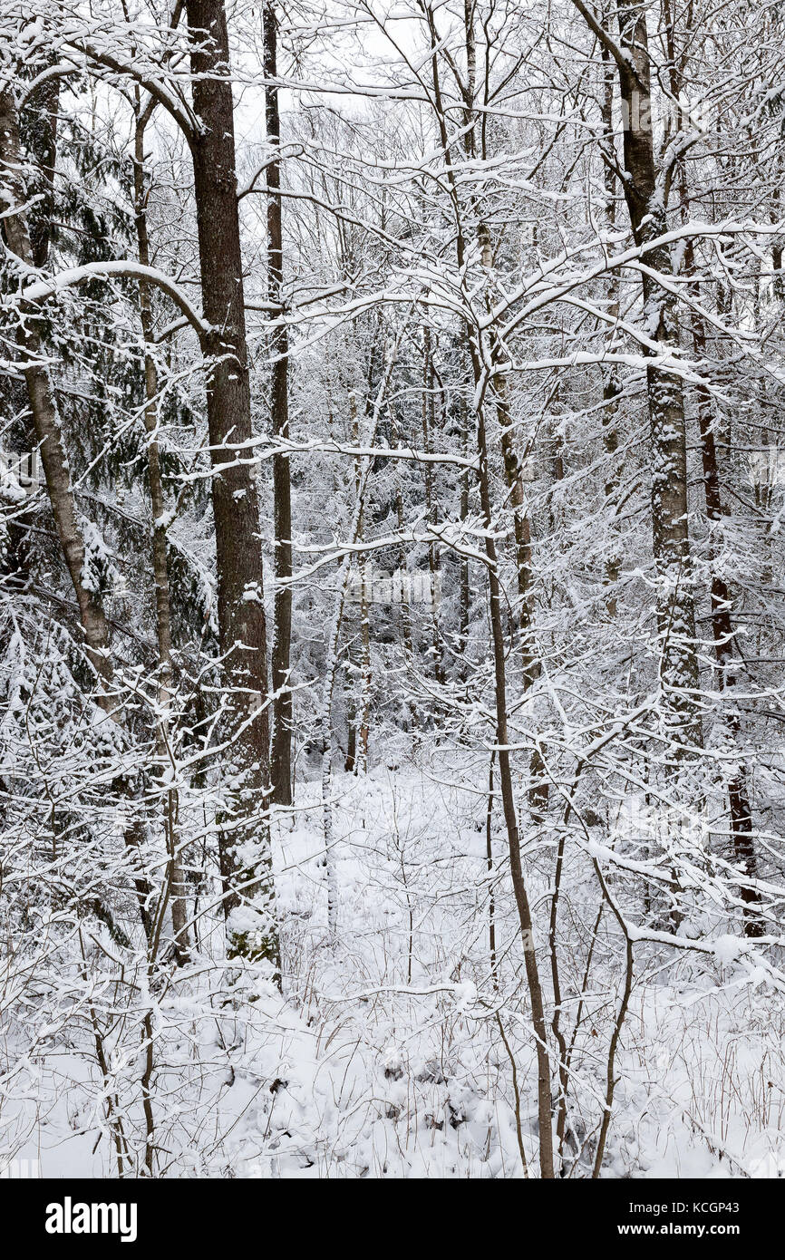 snow photographed in the winter season, which appeared after a snowfall ...