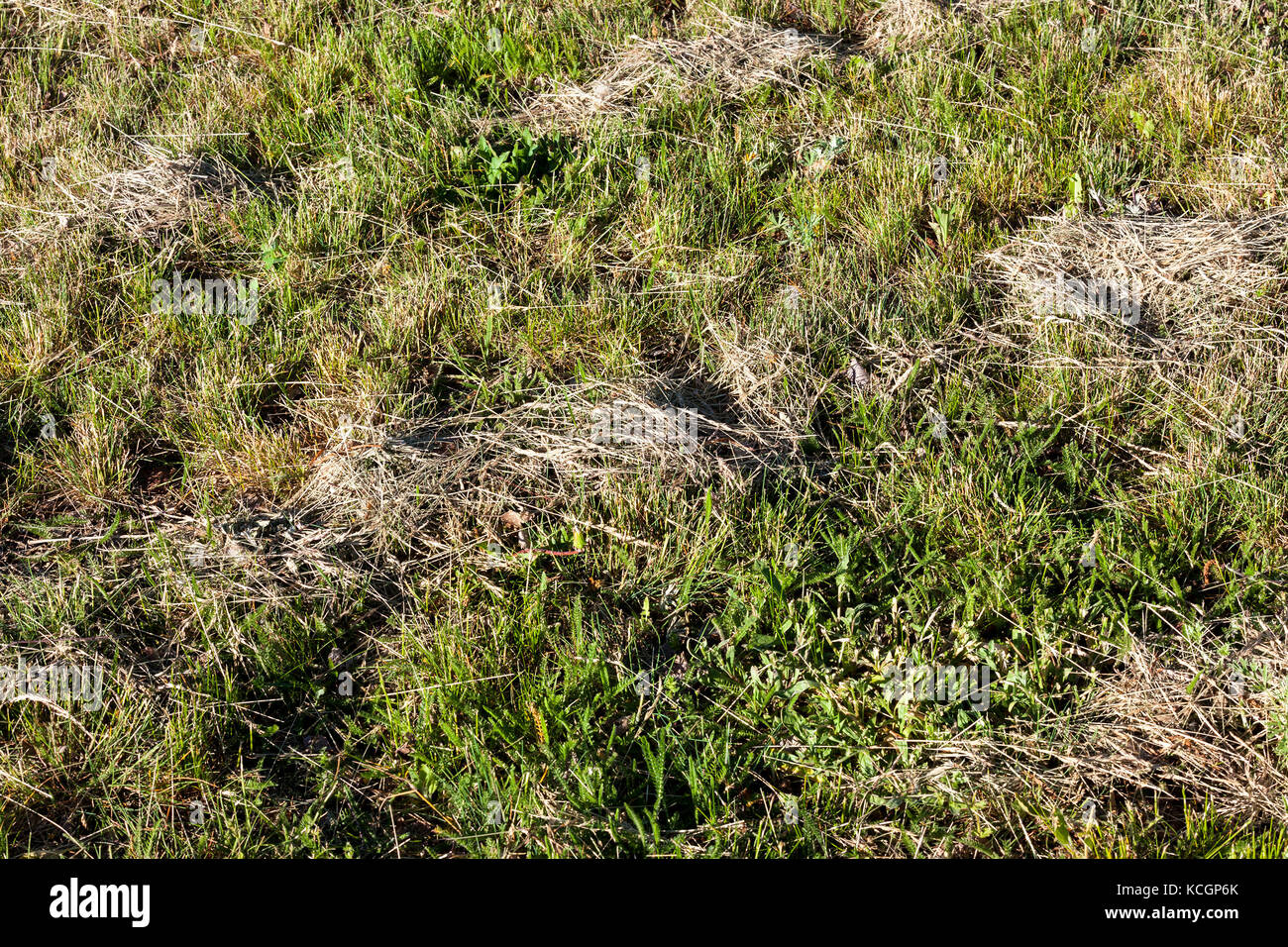 Mowed grass for the preparation of animal feed for the winter period ...