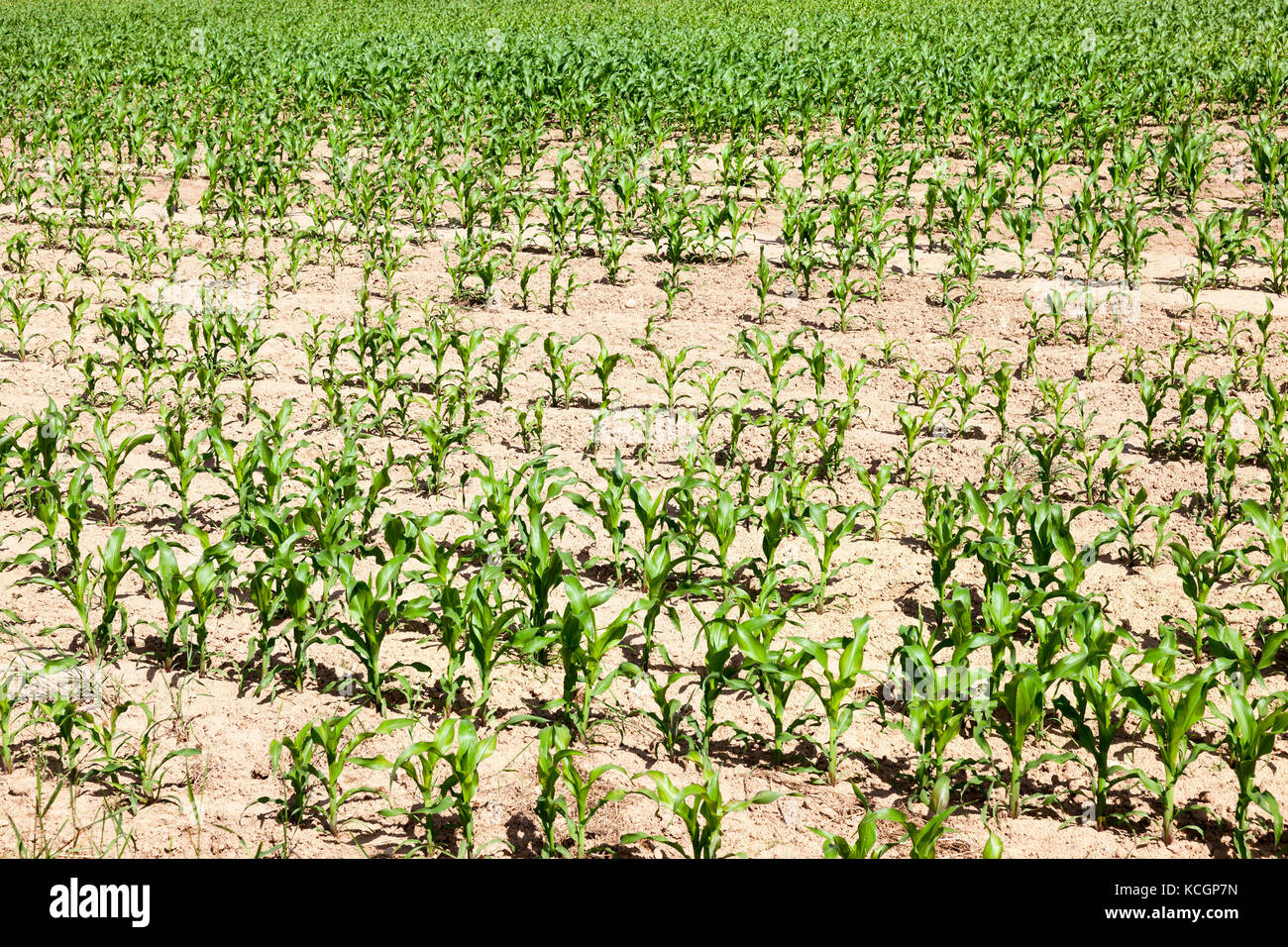 Growing in the field of green maize in the ranks. Photo close up Stock ...
