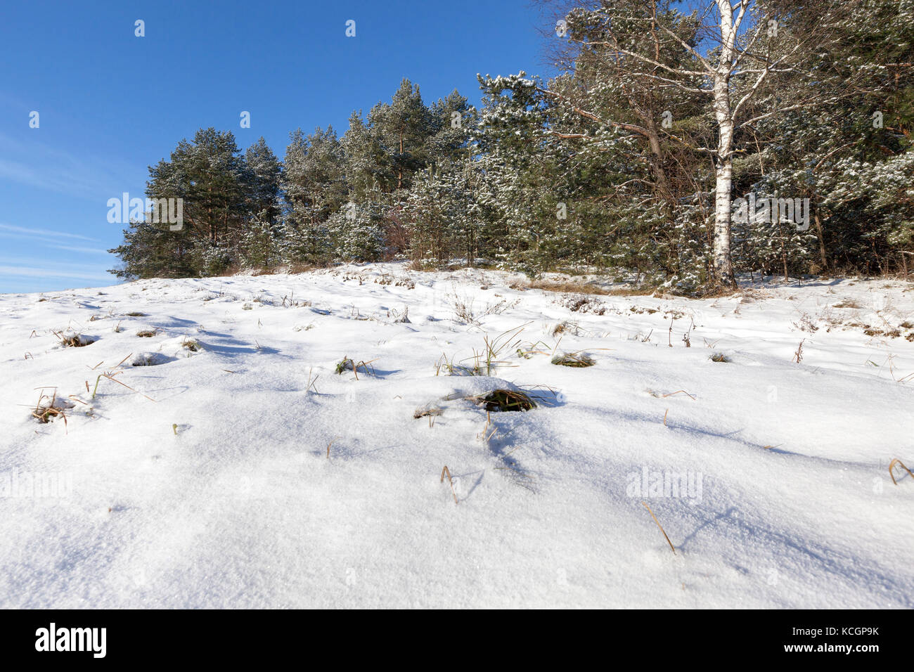 blue sky and a snow-covered forest in the winter season. the photo ...