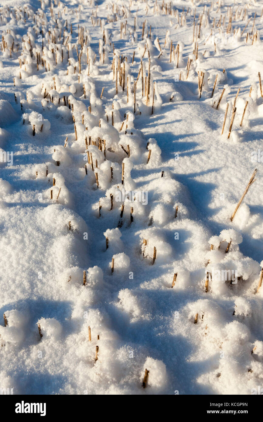 snow photographed in the winter season, which appeared after a snowfall ...