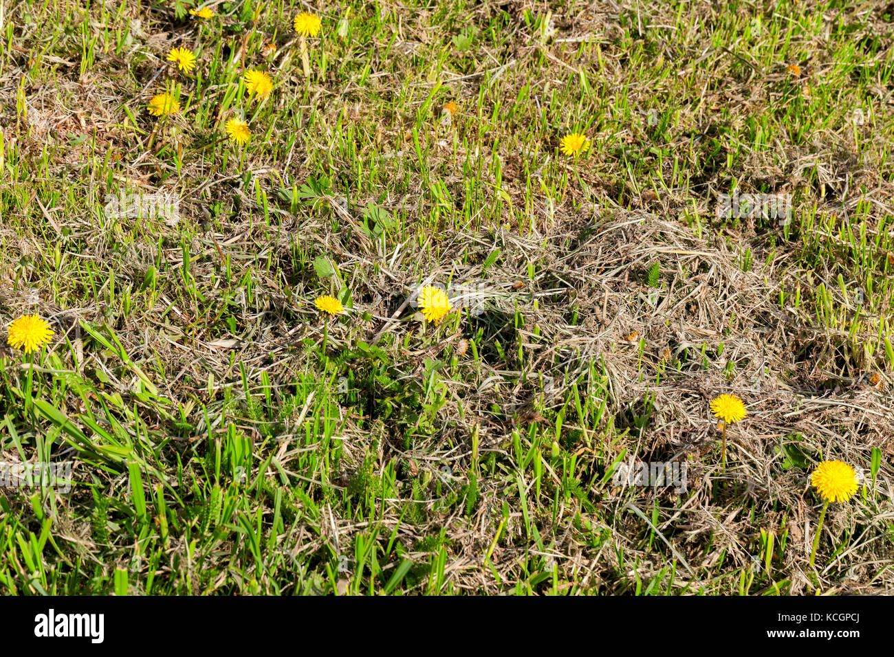 Lawn on which sloping green grass and yellow dandelions. Urban area for ...