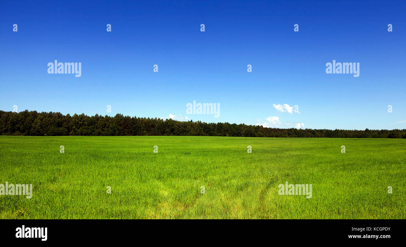 Summer landscape with green spring rye. On the green grass you can see ...