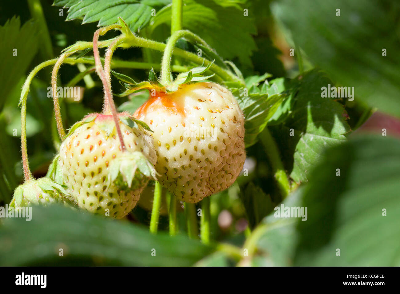 Strawberry colour is very beautiful hi-res stock photography and images ...