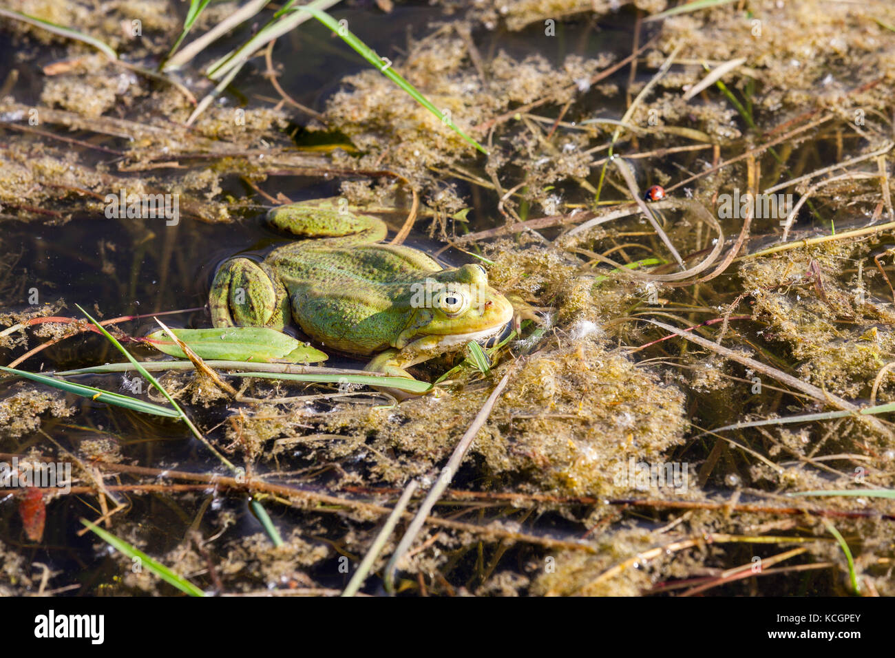 green frogs, hidden from danger in the muddy water of the swamp. Photo ...