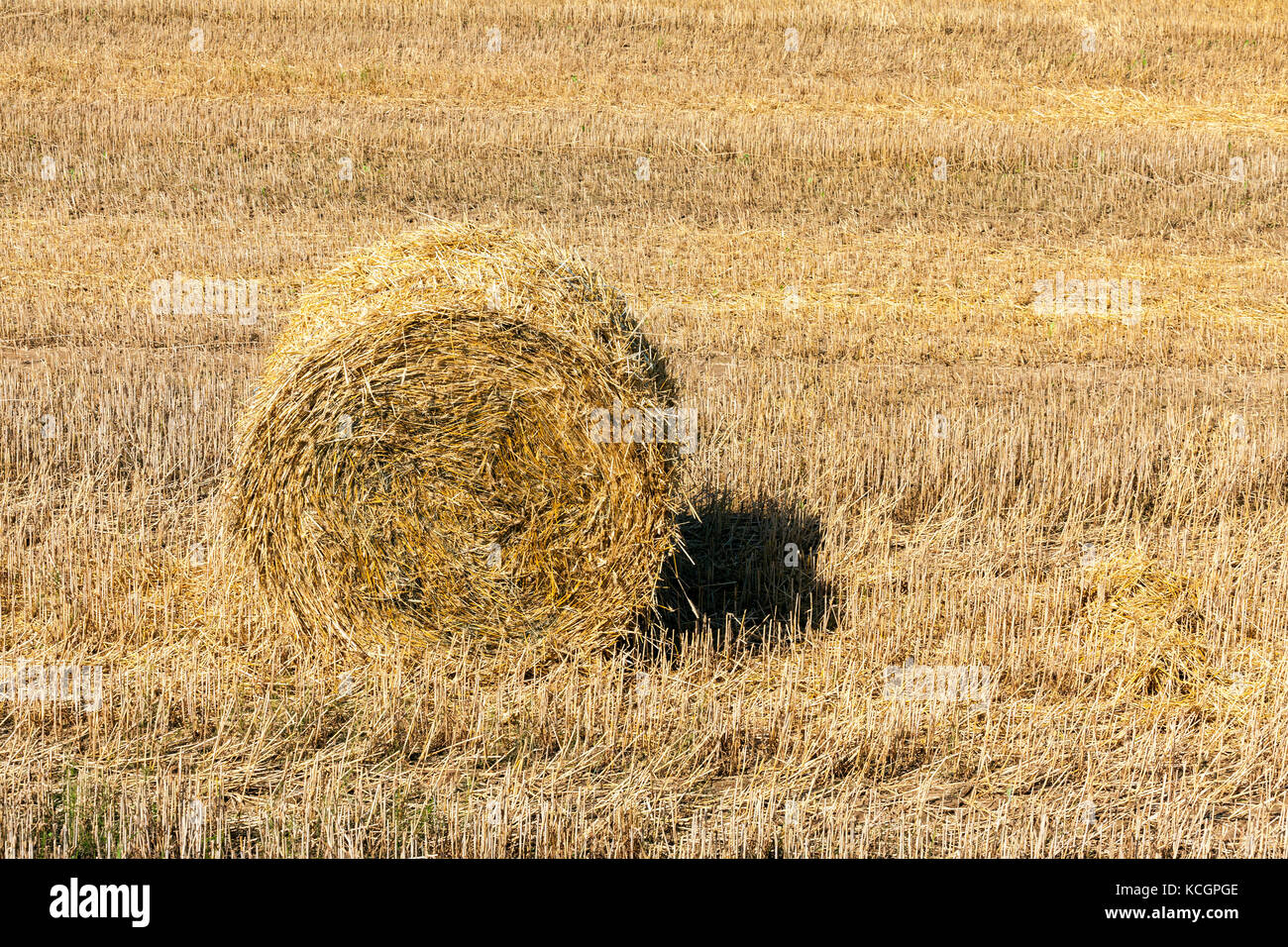 One orange straw stack during the collection of barley. Photo close-up ...
