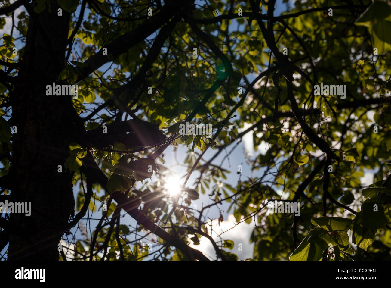 The sun shining through the foliage of trees in the summer season ...
