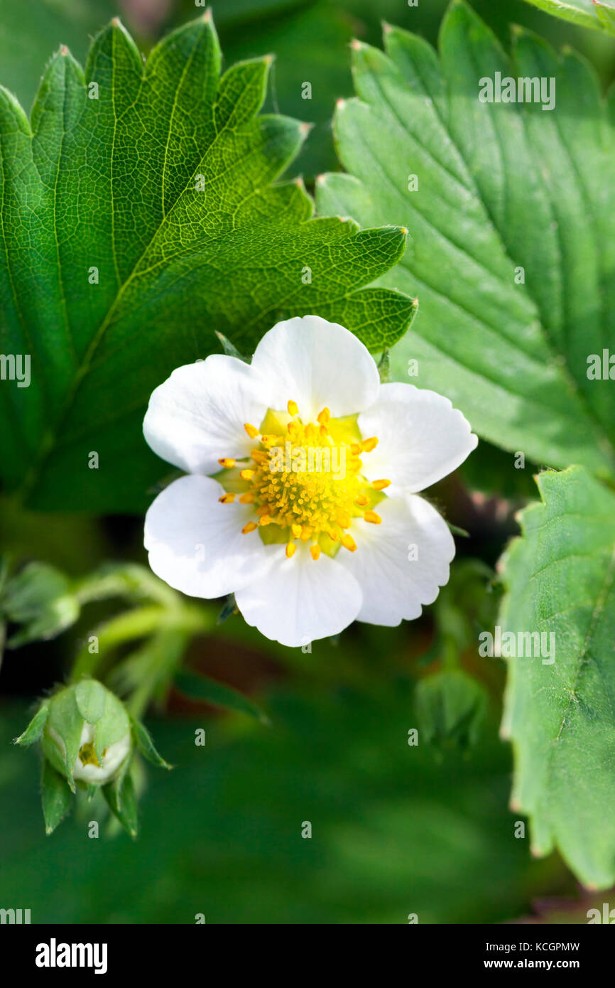 One white strawberry flower photographed close-up during flowering in ...