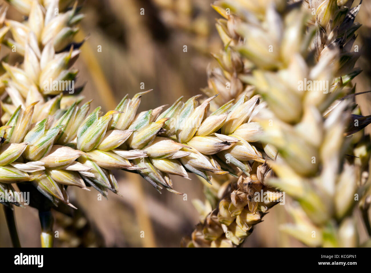 Wheat growing on the farm. The immature ear is photographed close-up in ...