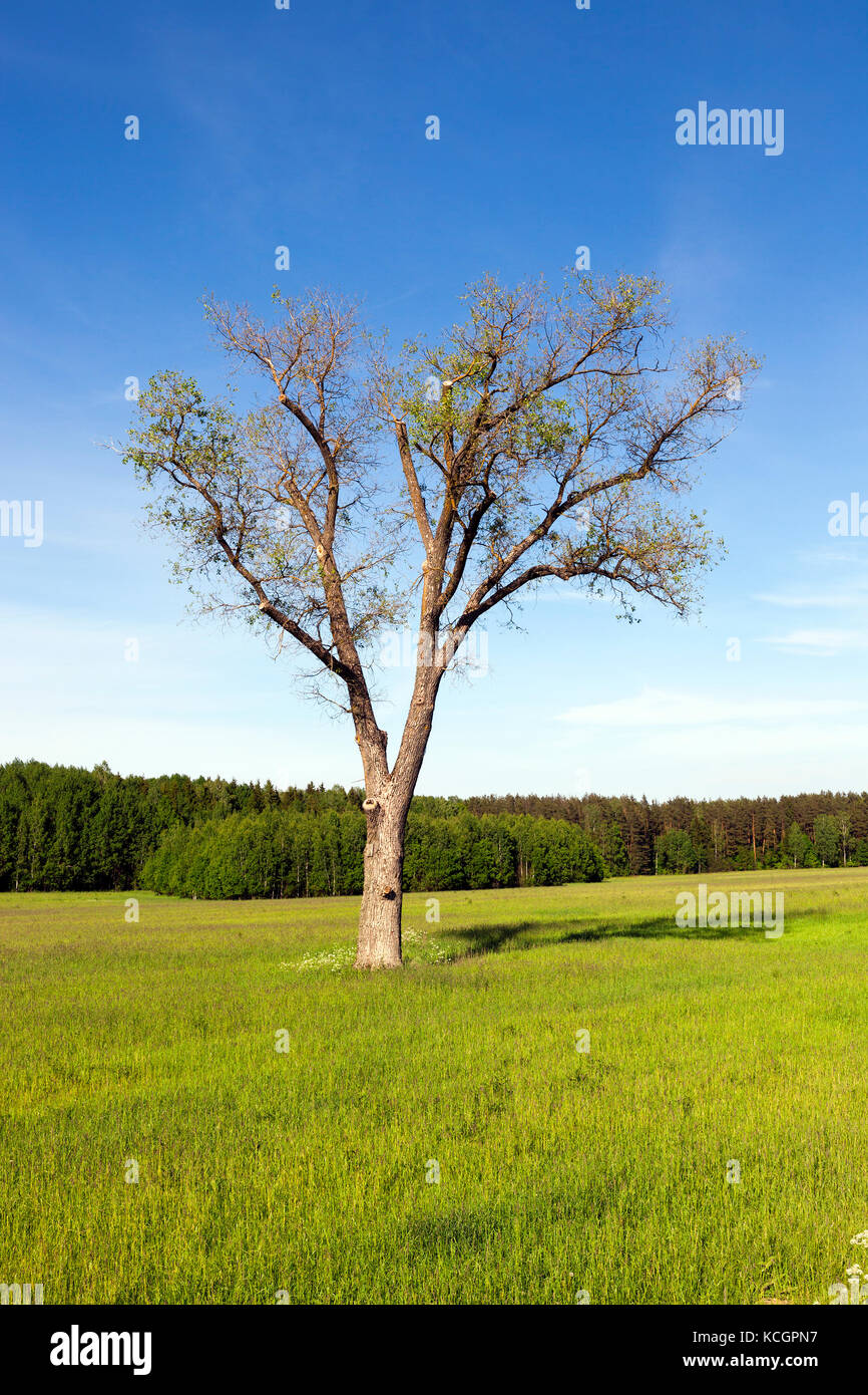 One deciduous tree without foliage, growing in an agricultural field in ...