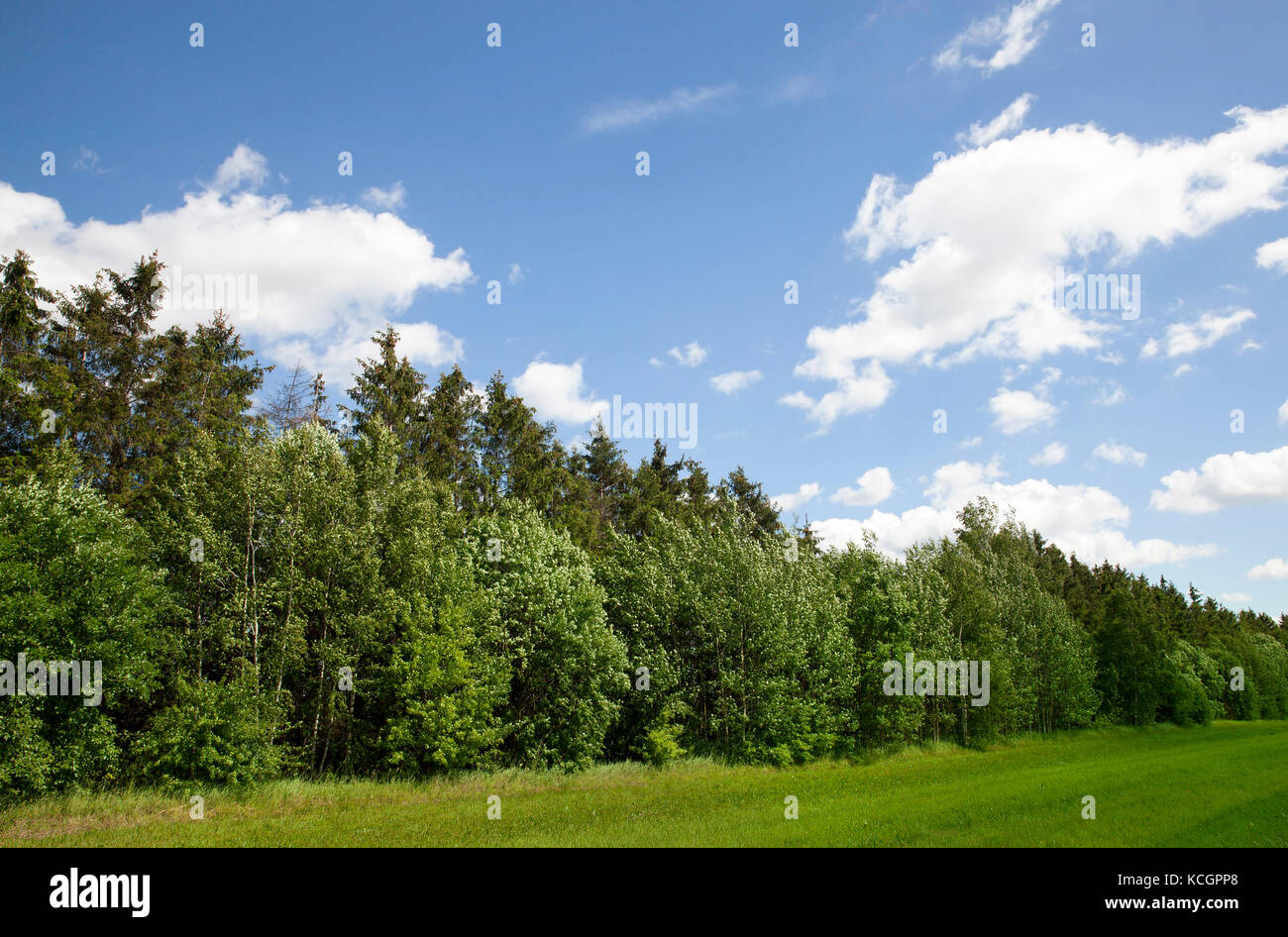 Edge of the forest in the summer. In the background a blue sky with ...