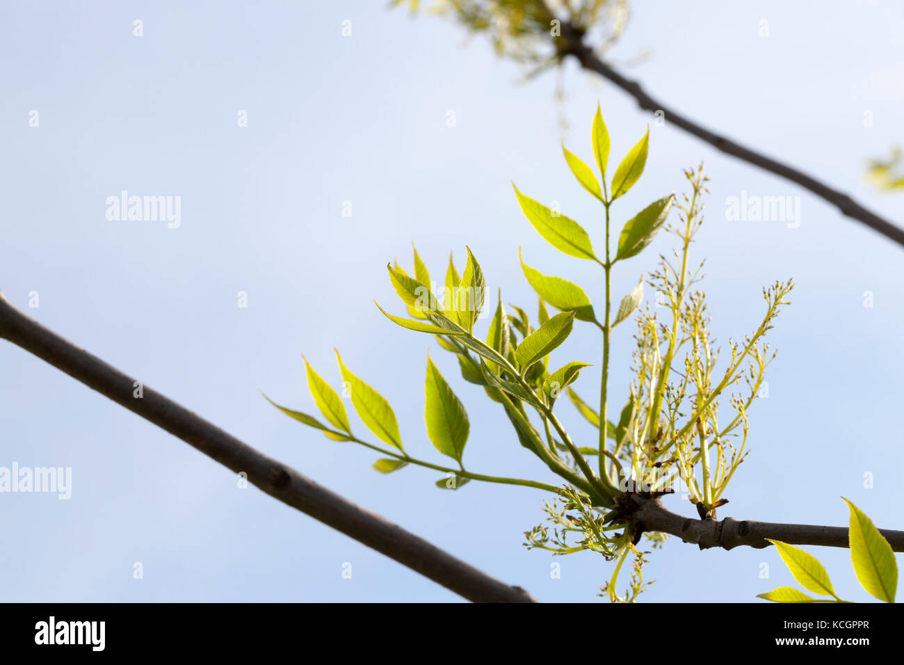 Green foliage on a tree branch lit by the sun. Blue sky in the ...