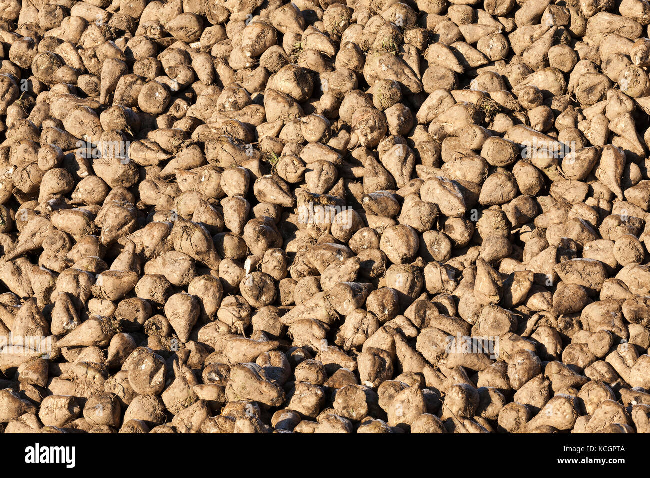 beet crop, immersed in huge piles, in an agricultural field. A close-up ...