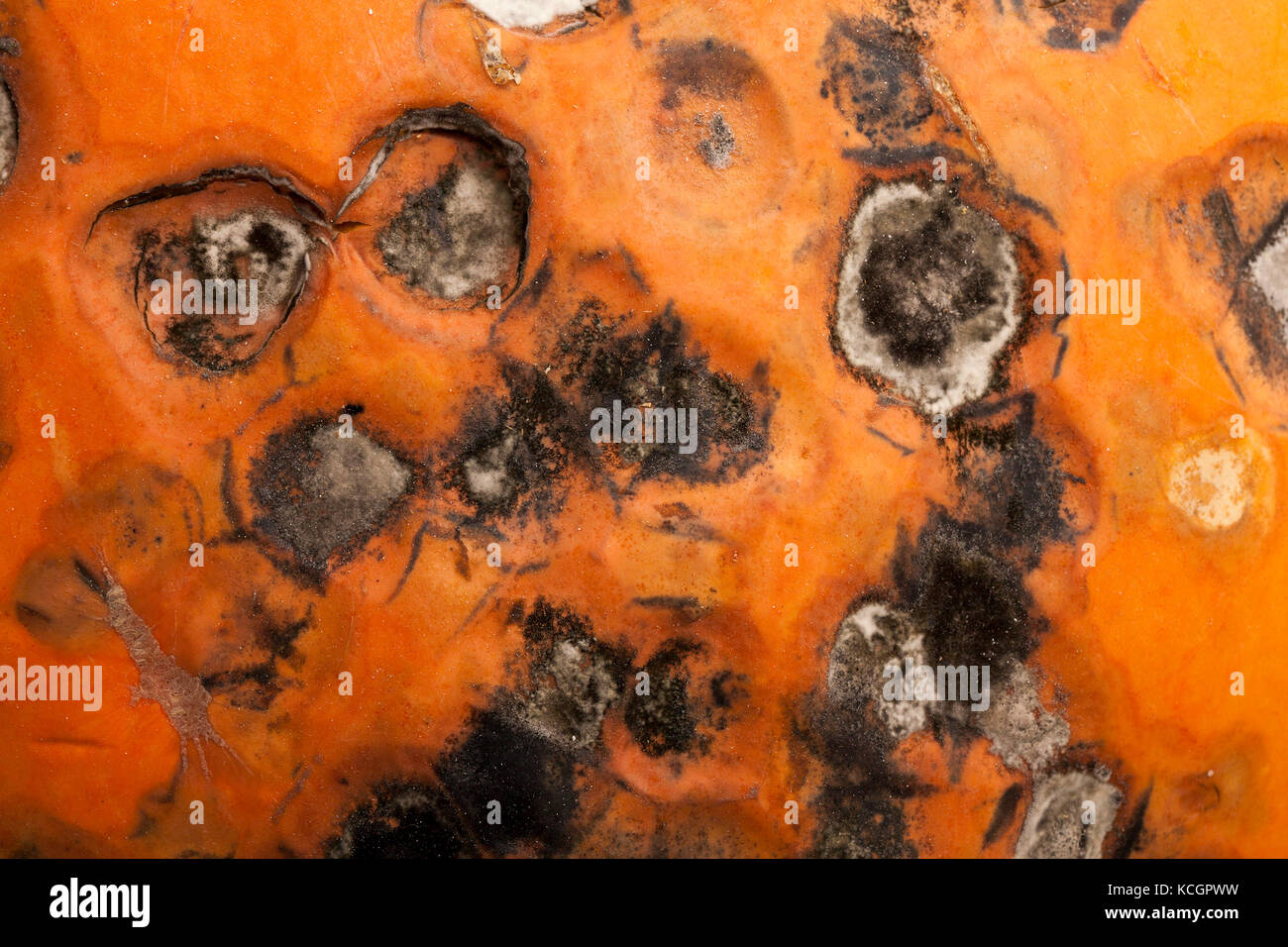mold on the rotting, spoiled pumpkin. Photographed close up Stock Photo ...