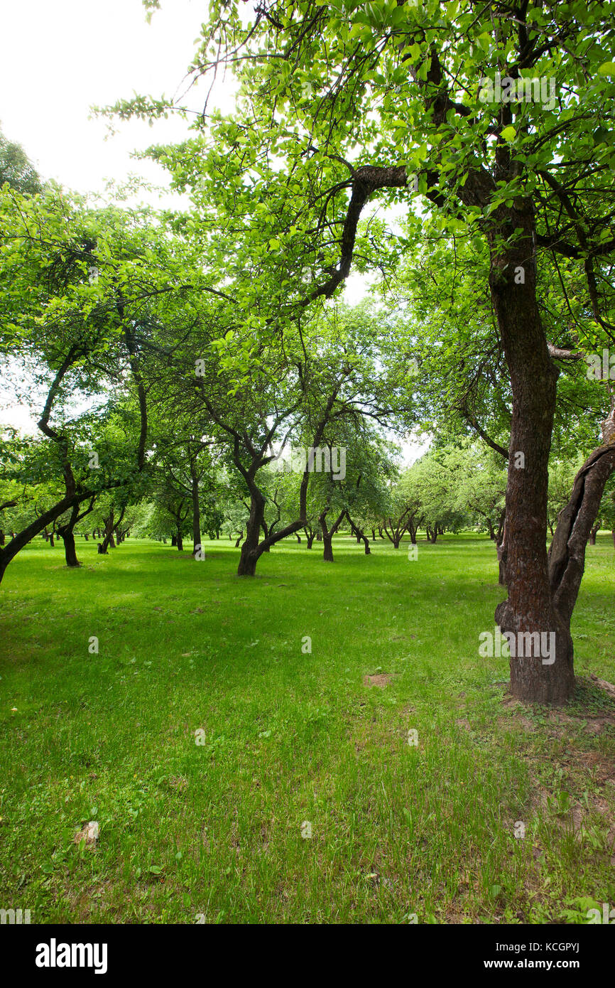 Trees and walking paths in the park in the spring. Photo landscape. On ...