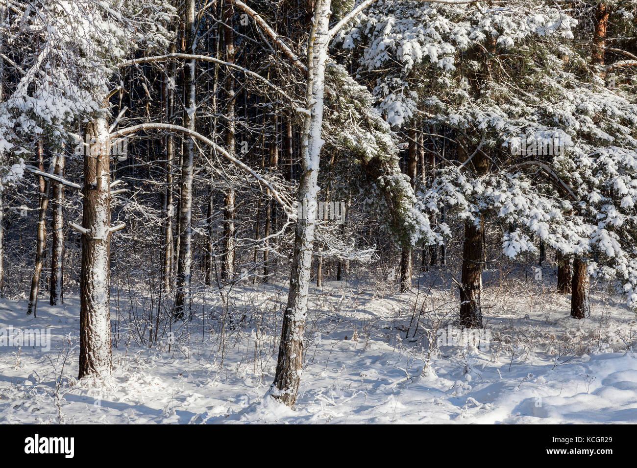 snow photographed in the winter season, which appeared after a snowfall ...
