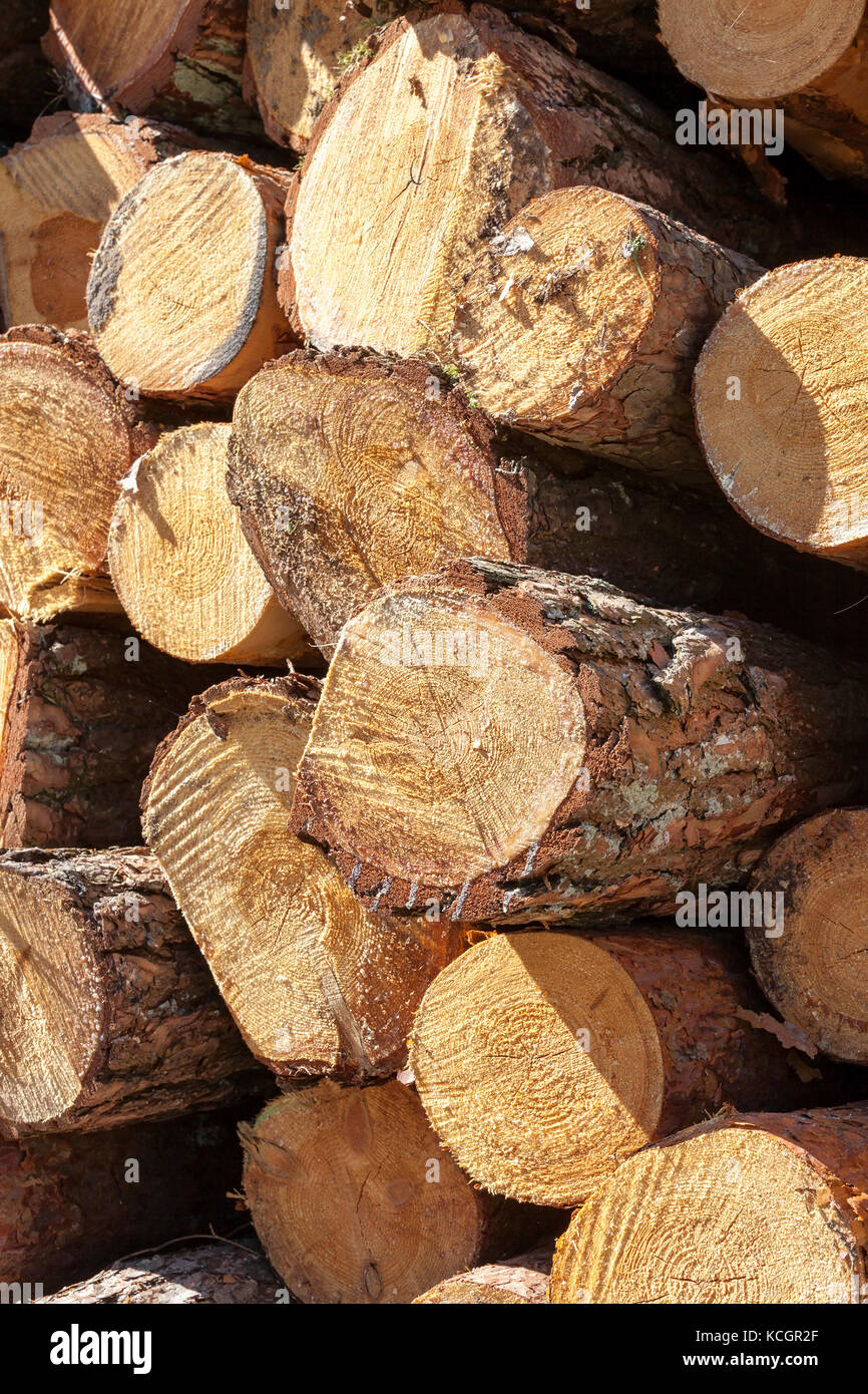 trunks of felled trees, folded during the harvesting of wood. Pine tree ...