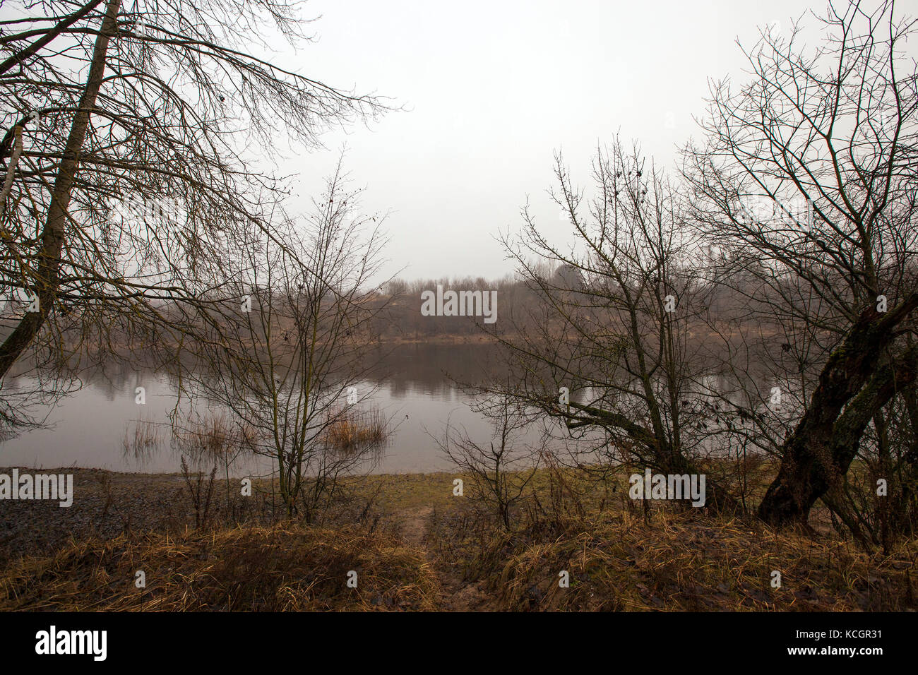 photographed dull depressive forest in the autumn season. the photo. A ...