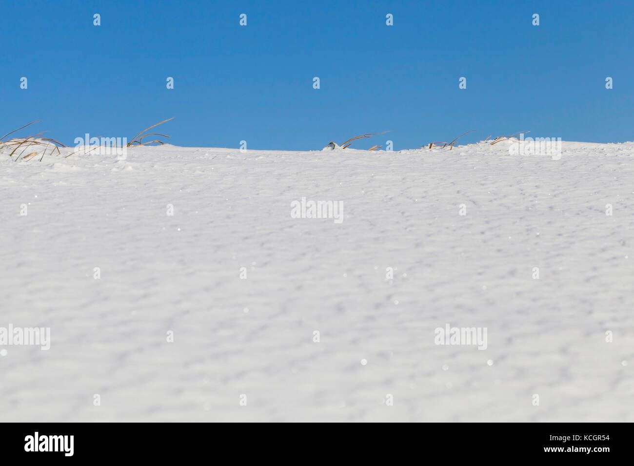 land covered with snow in the winter season. On a snowdrift ...