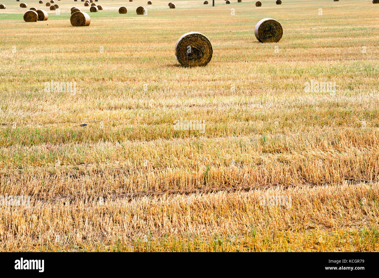 A stack of straw lying on a mowing field after harvesting. Photo in ...