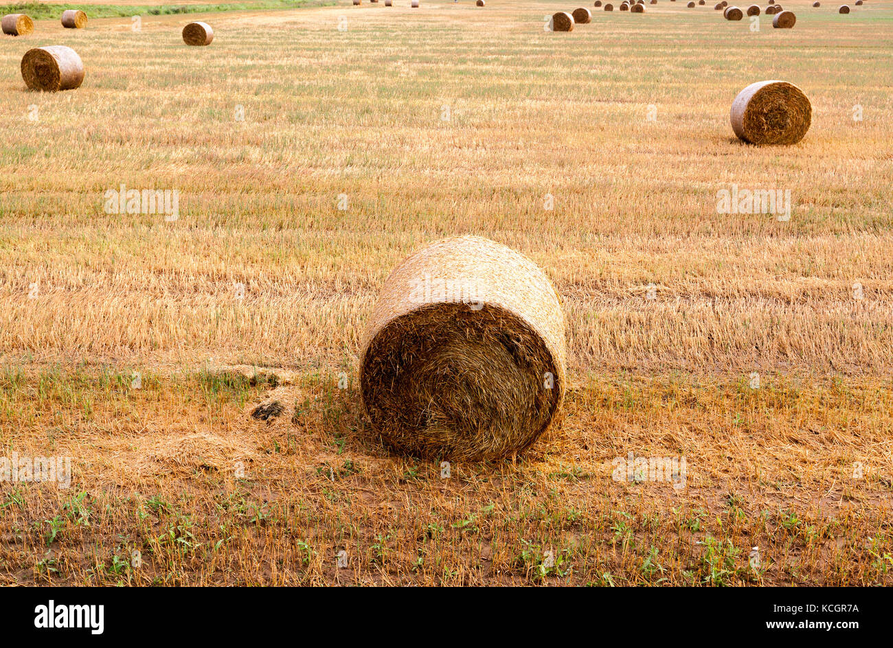 A stack of straw lying on a mowing field after harvesting, photographed ...