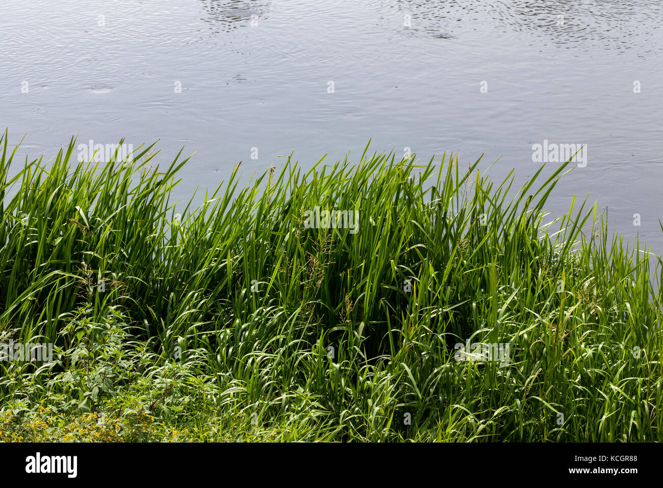 beautiful green grass growing on the shore of a small river. Photo ...