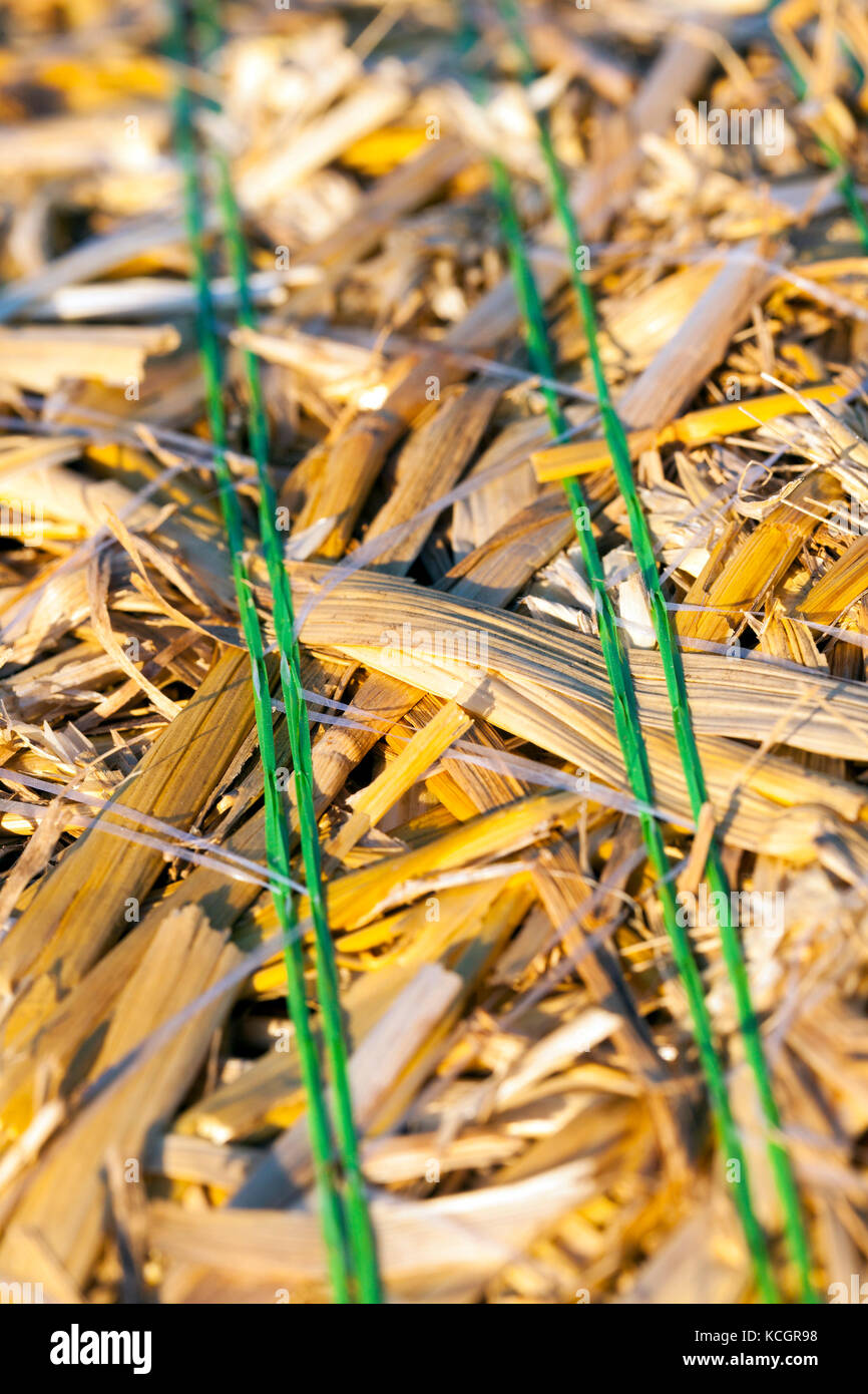 part of a stack of golden straw, photographed close-up on a farm field ...