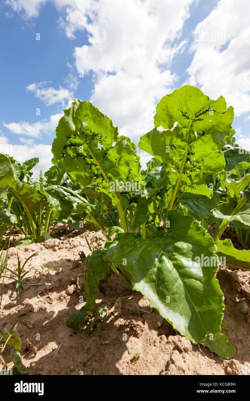 A colony of black aphids sitting on a green top of sugar beet. close-up ...