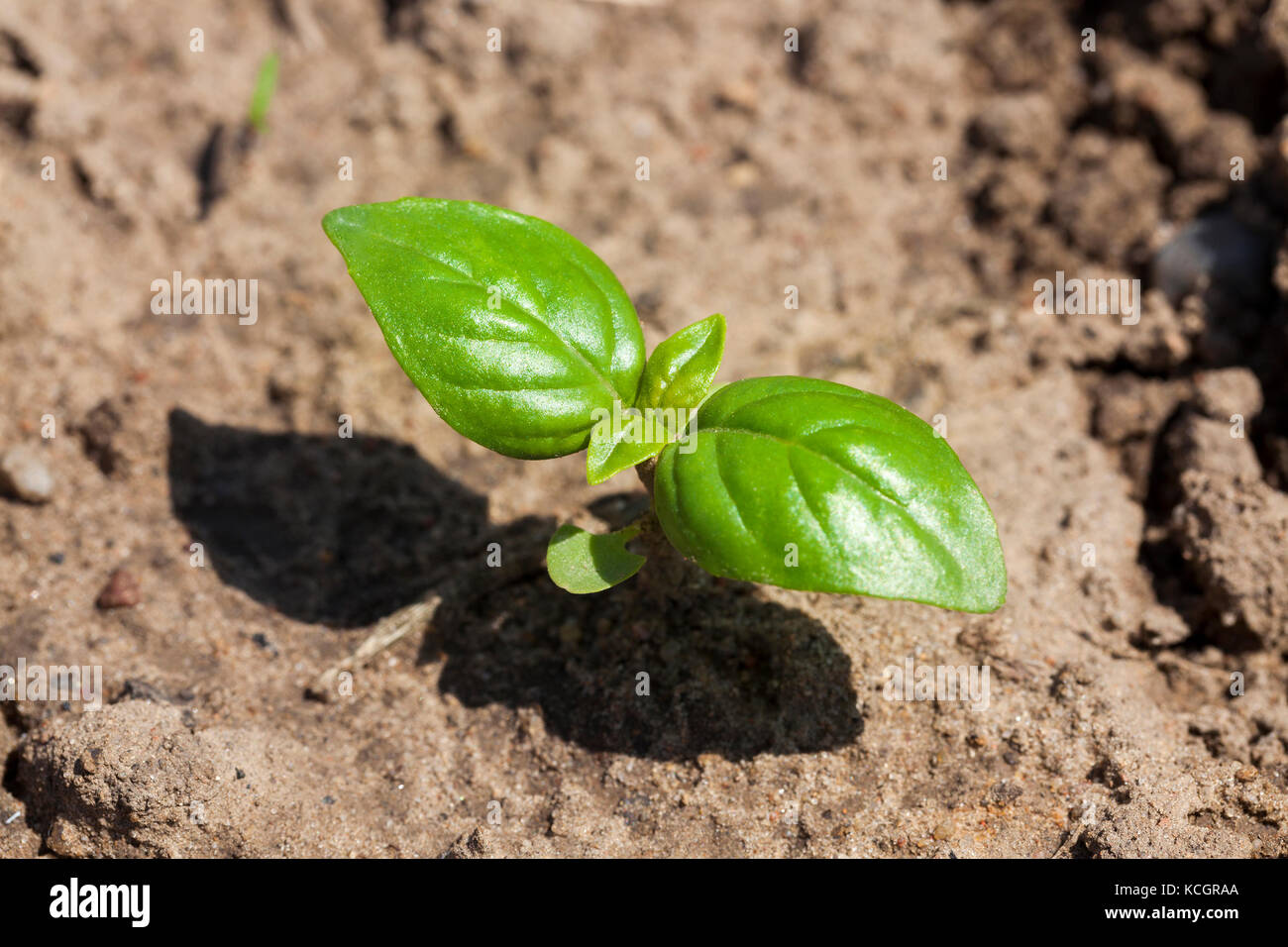 One sprout of basil, beginning growing in the soil in the spring season ...