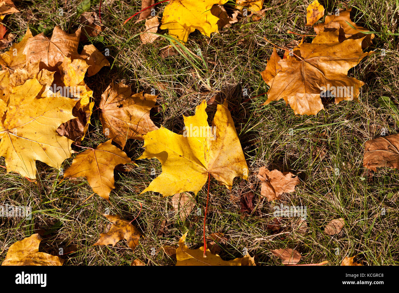 yellow foliage of maple during leaf fall. Autumn season Stock Photo - Alamy