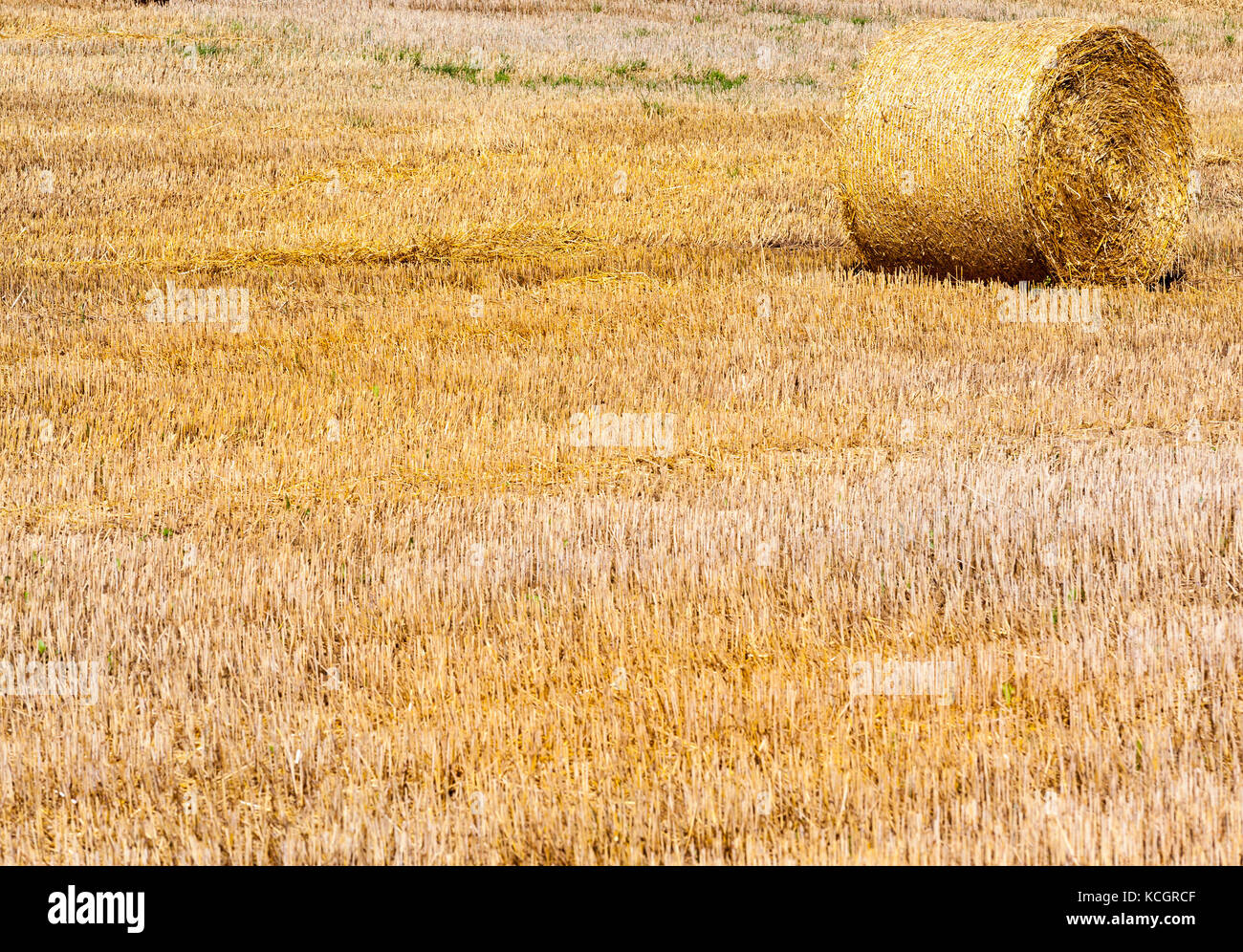Pressed straw after collecting wheat straw in haystacks and sending to ...