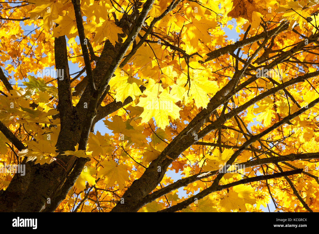 photographed maple tree in the autumn season. On the branches yellowed and yellow foliage Stock ...