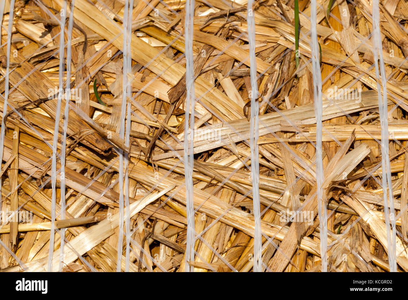A stack of yellow straw tied with string of white color. close-up on an ...