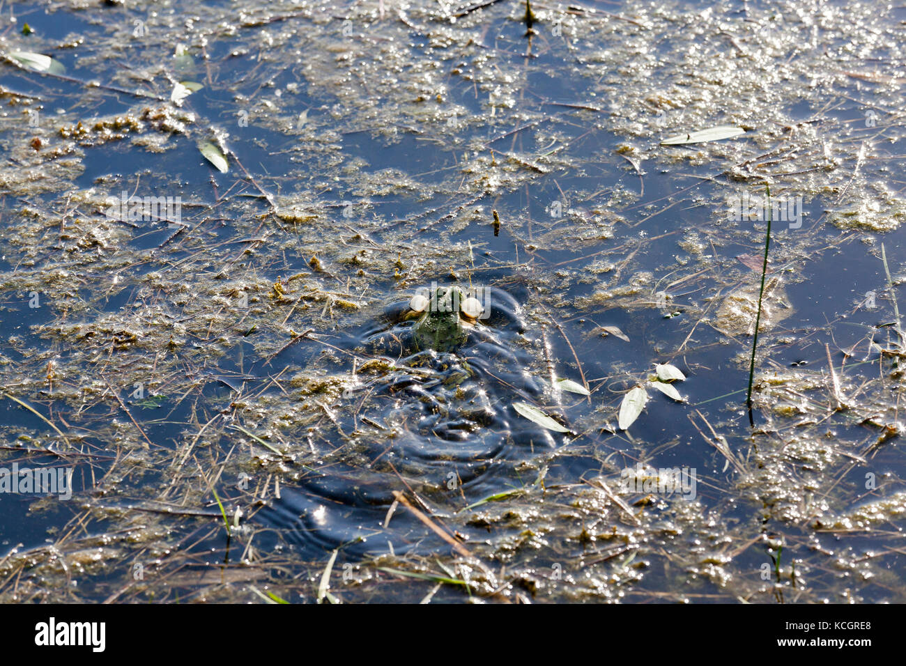 A small frog during croaking with bloated white sacks. Time of pairing ...