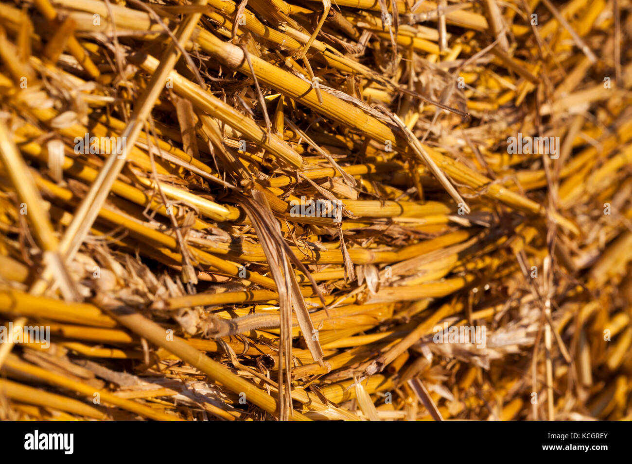 Bound in a straw stack after harvest. photo close up Stock Photo - Alamy