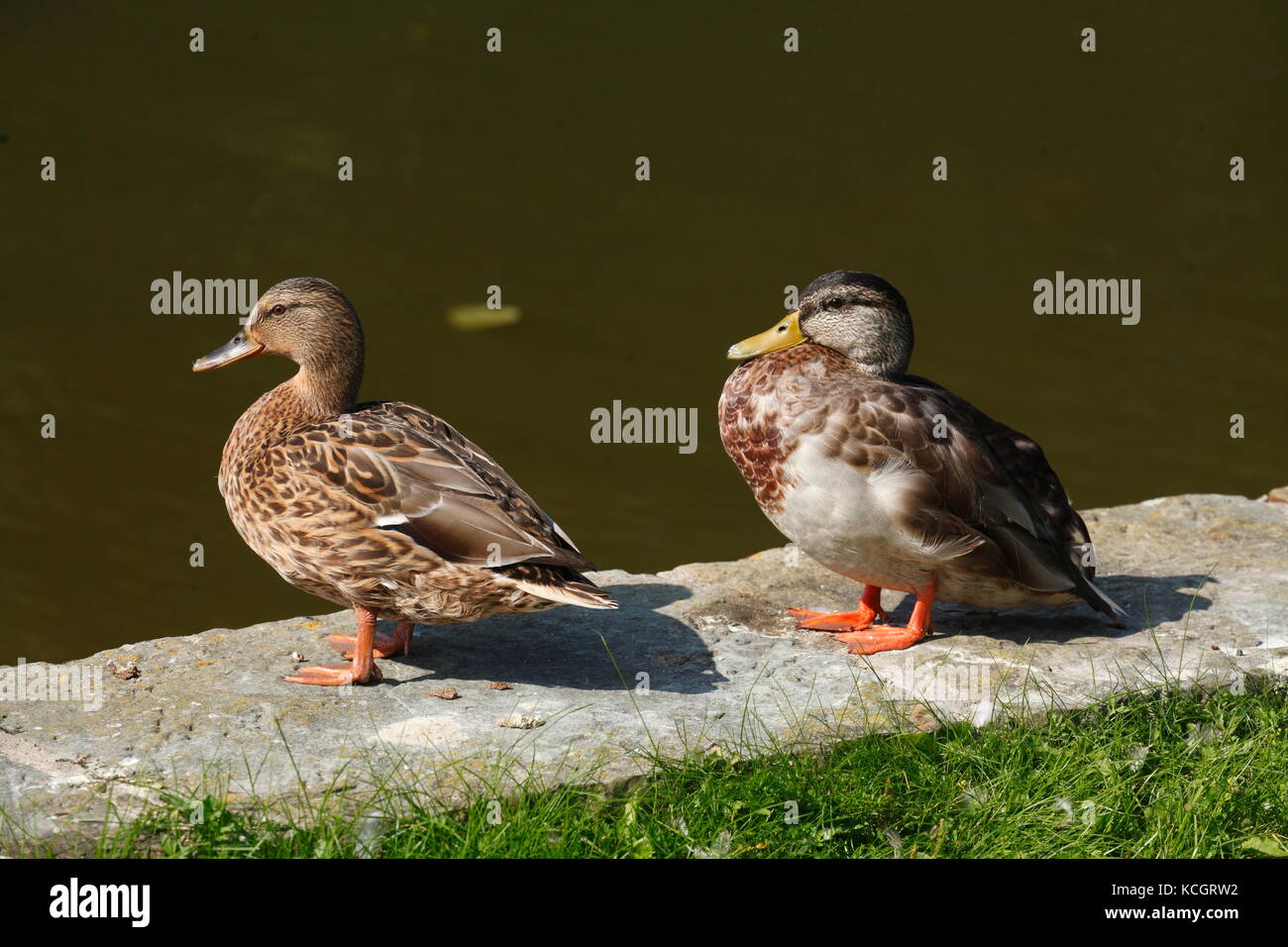 Ducks a bank embankment Stock Photo - Alamy