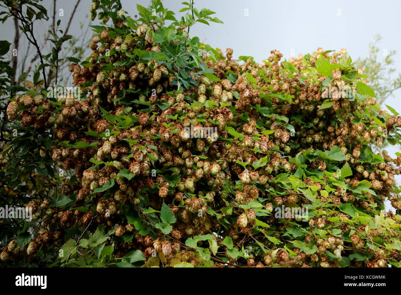 Mature hops hi-res stock photography and images - Alamy