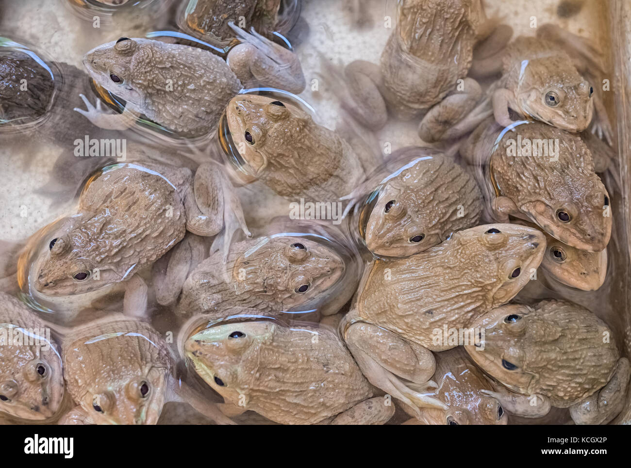 Group of frogs in the farm Stock Photo - Alamy