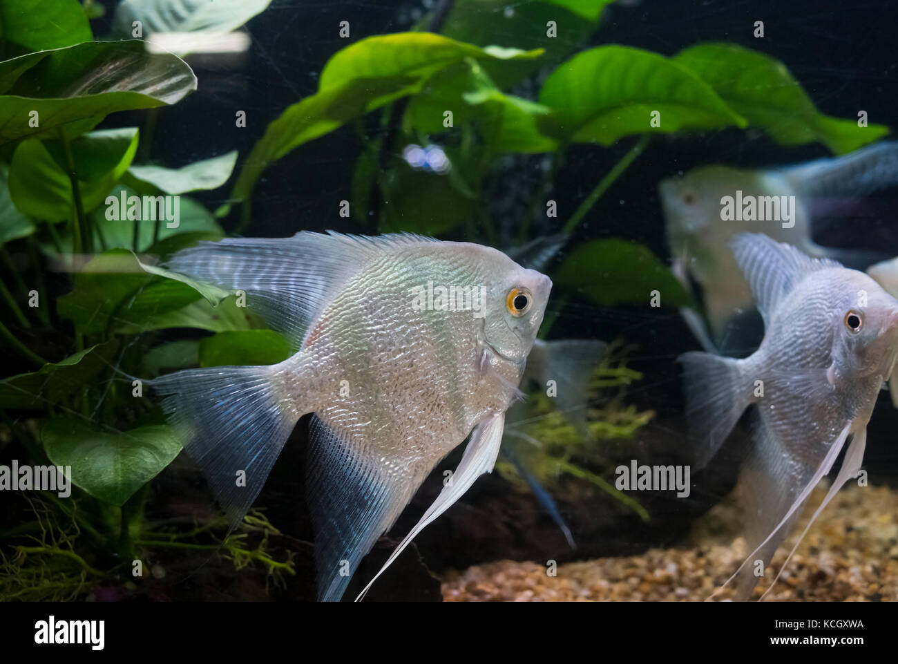 Angelfish pterophyllum scalare in aquarium Stock Photo - Alamy