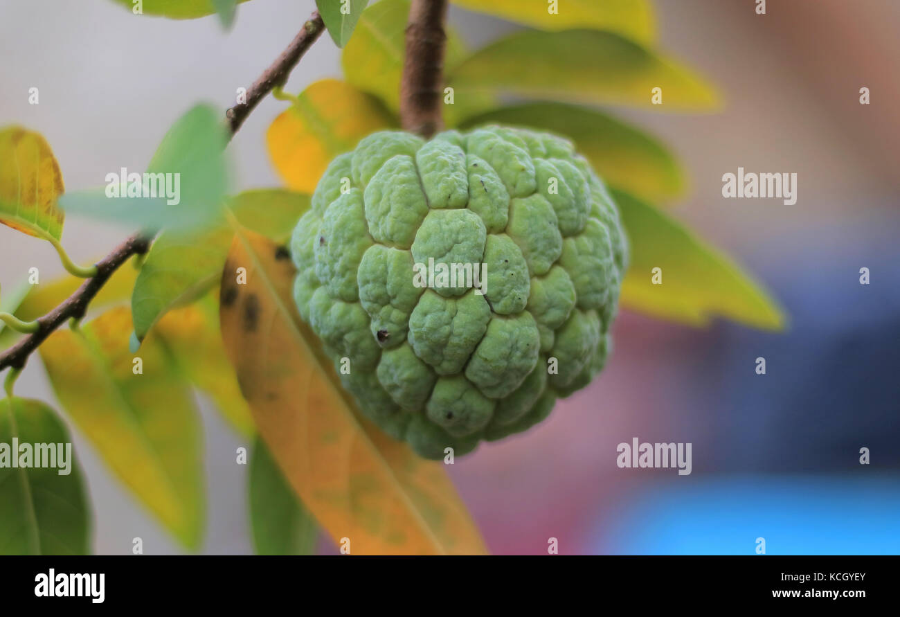 Sweetsop tree hi-res stock photography and images - Alamy