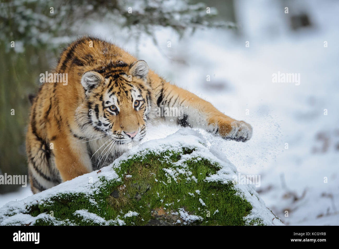 Tiger on snow before attack Stock Photo - Alamy