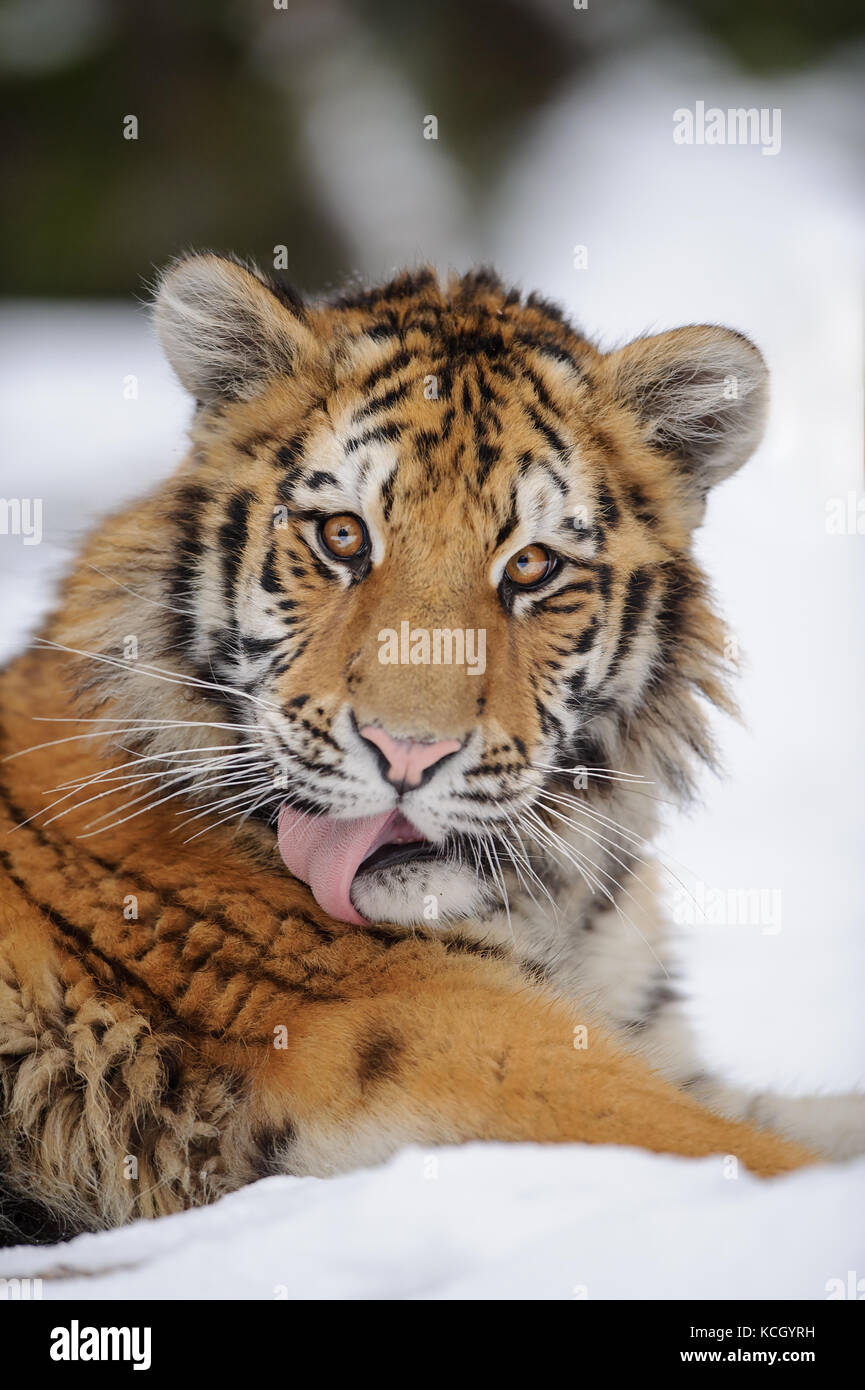 Siberian tiger licking himself Stock Photo - Alamy