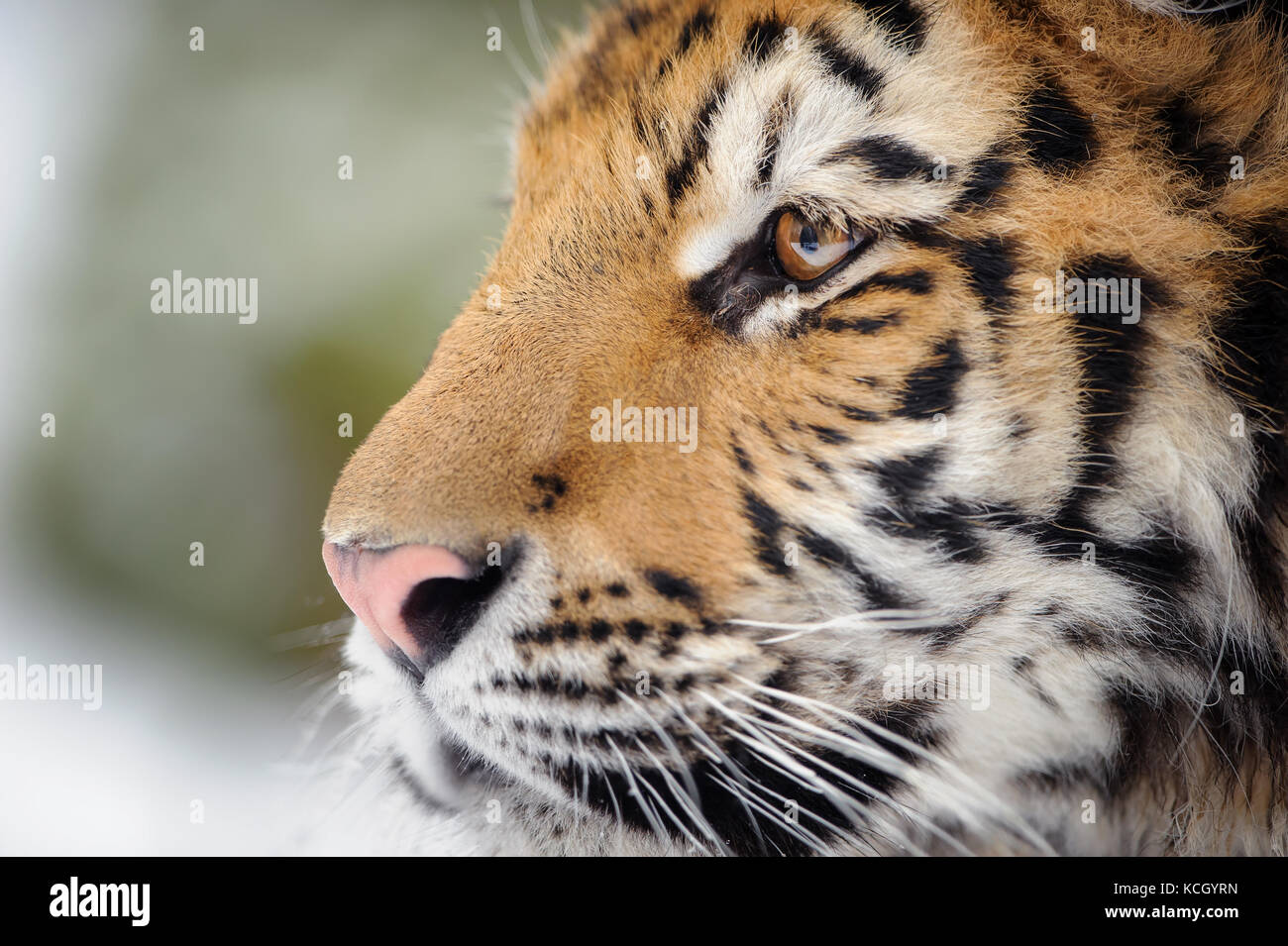 Closeup tiger portrait Stock Photo - Alamy